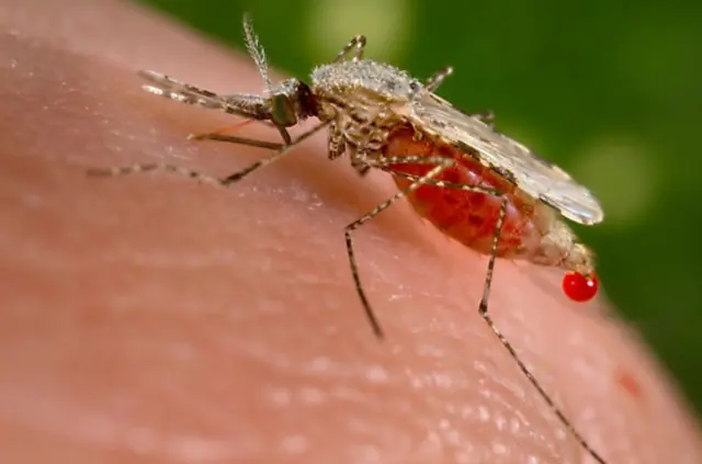 14,000 Confirmed Malaria Cases in Taiz During 2025 Amid Warnings of a ...